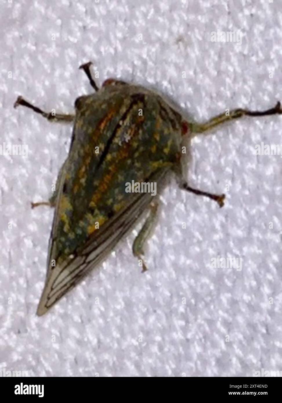 Oak Treehopper (Platycotis vittata) Insecta Stock Photo - Alamy