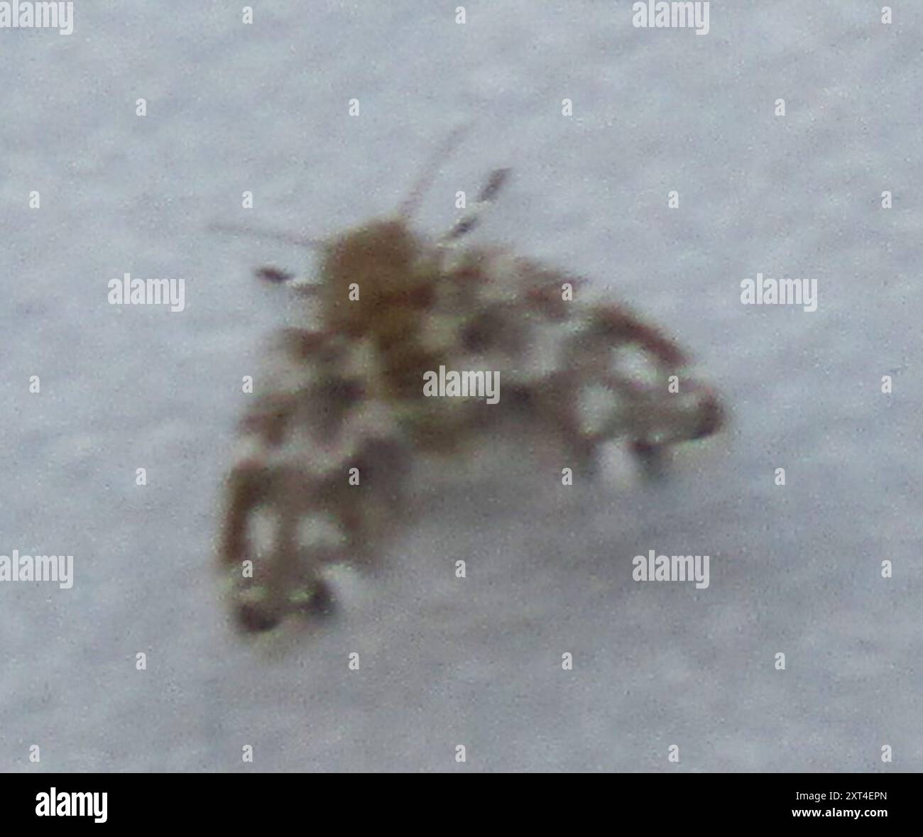 Moth Flies (Psychodinae) Insecta Stock Photo - Alamy