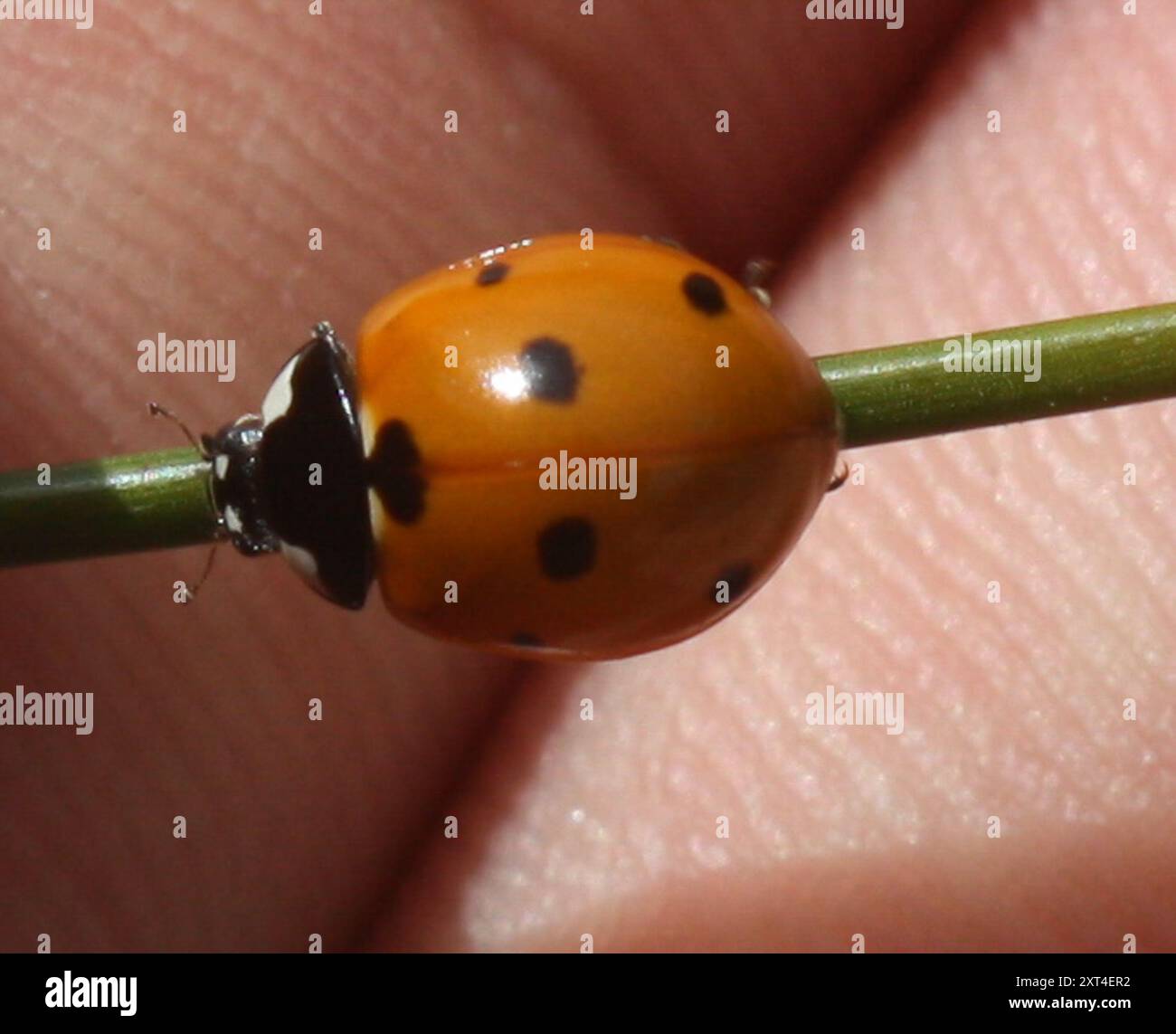 Seven-spotted Lady Beetle (Coccinella septempunctata) Insecta Stock ...