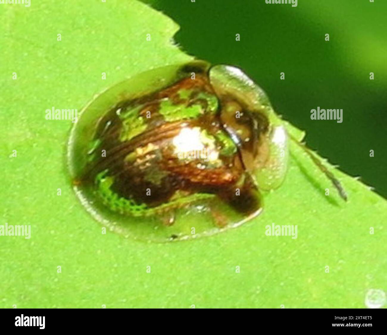 Mottled Tortoise Beetle (Deloyala guttata) Insecta Stock Photo - Alamy
