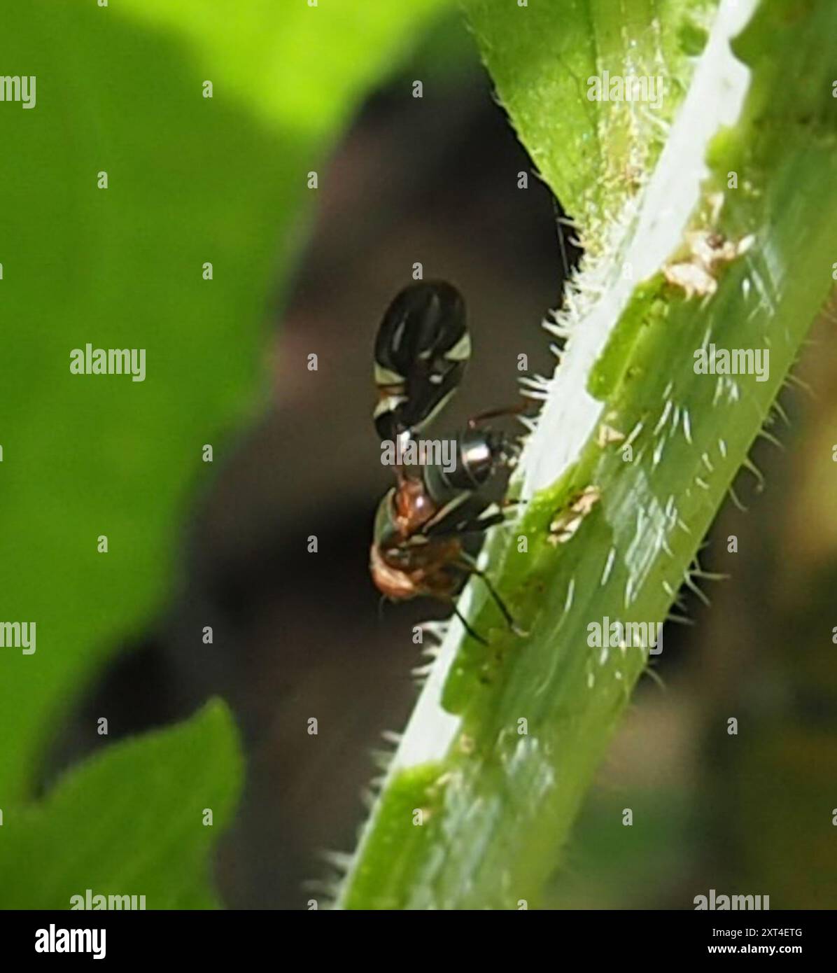 Common Picture-winged Fly (Delphinia picta) Insecta Stock Photo - Alamy