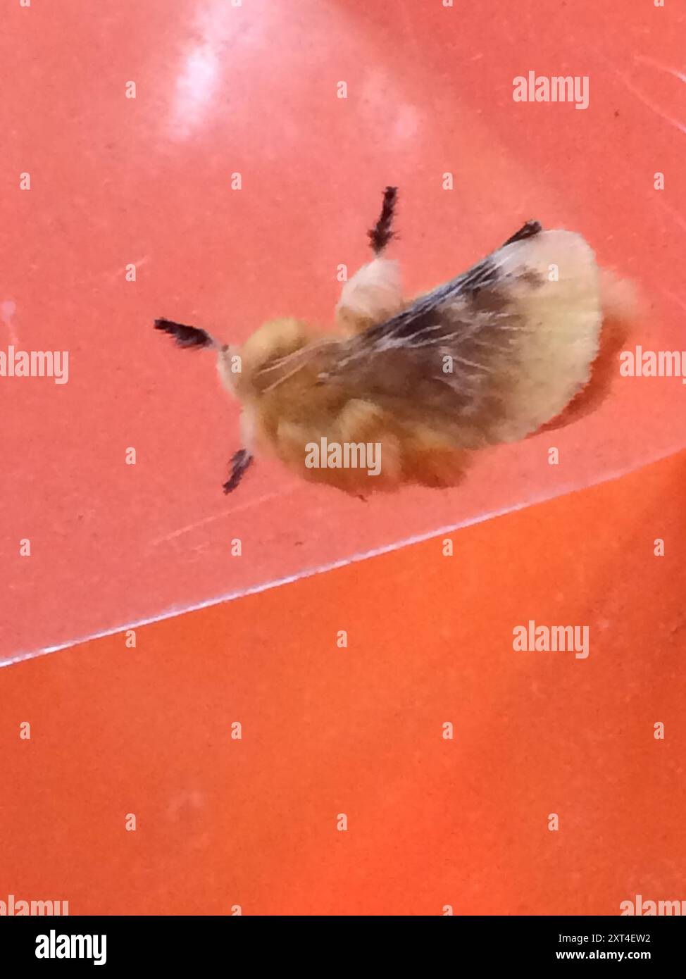 Southern Flannel Moth (Megalopyge opercularis) Insecta Stock Photo - Alamy