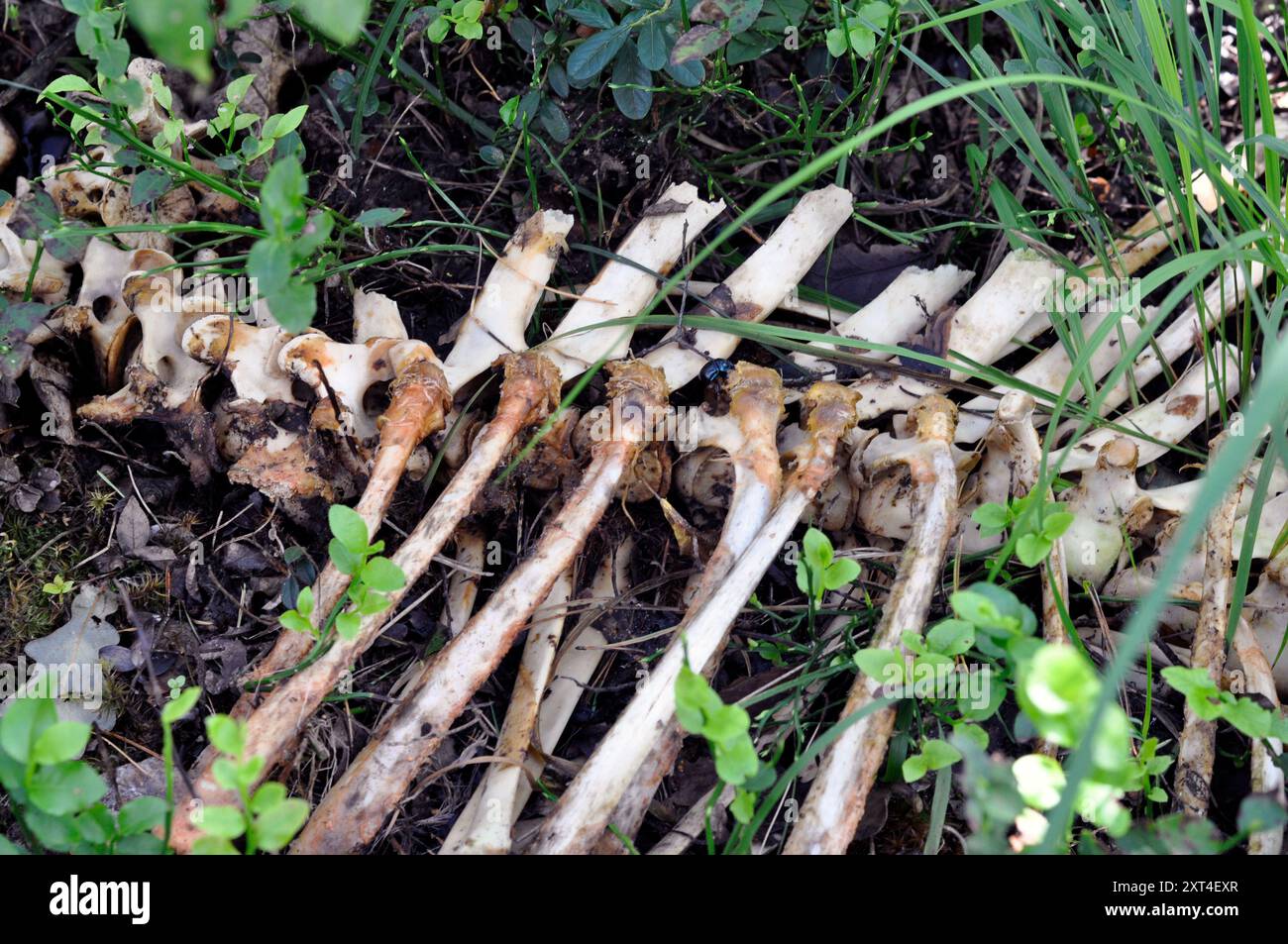 Wolf skeleton hi-res stock photography and images - Alamy