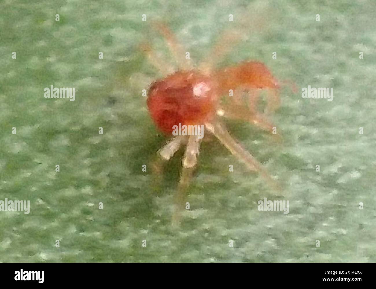 Mites and Ticks (Acari) Arachnida Stock Photo - Alamy