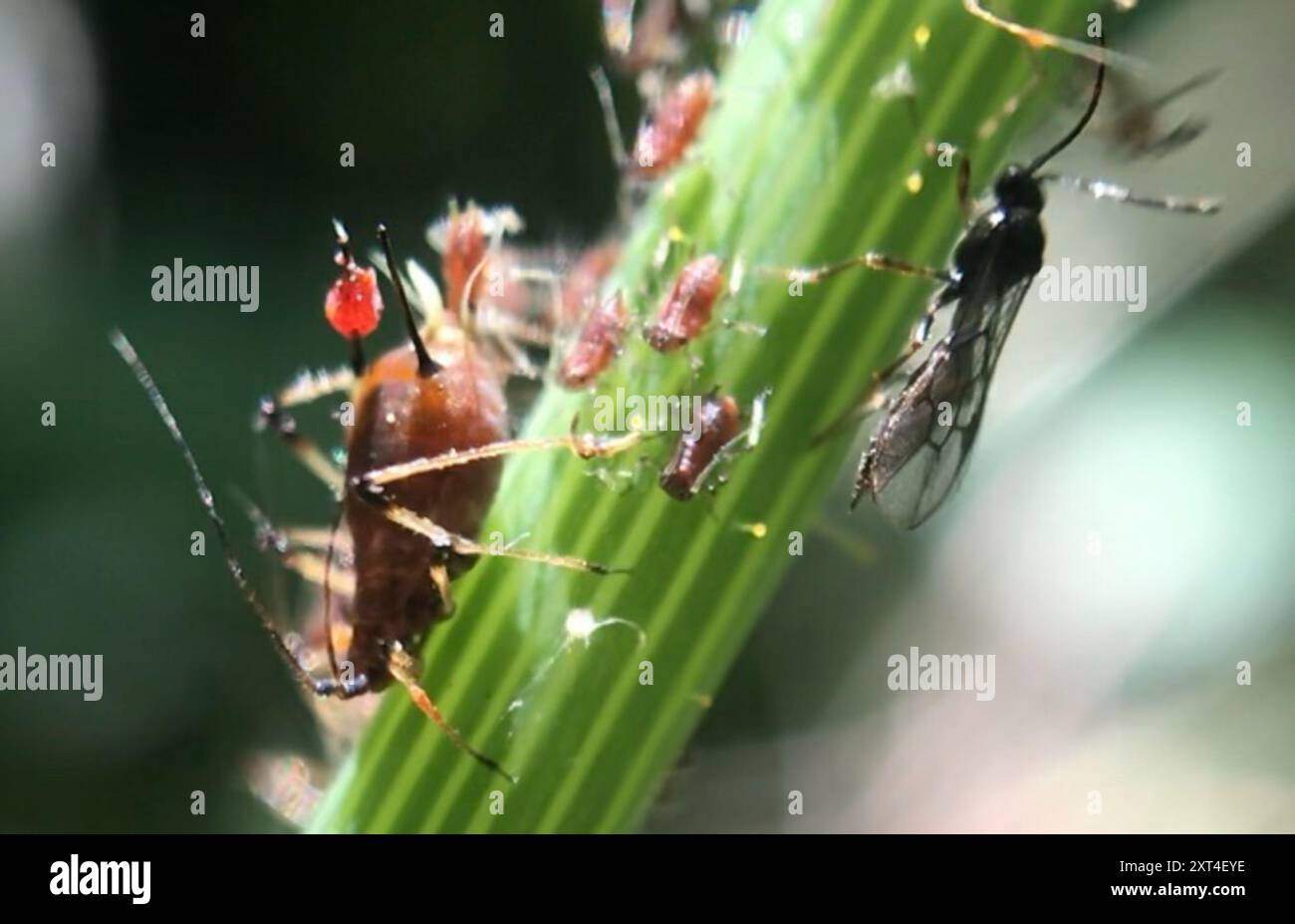 Aphidius hi-res stock photography and images - Alamy