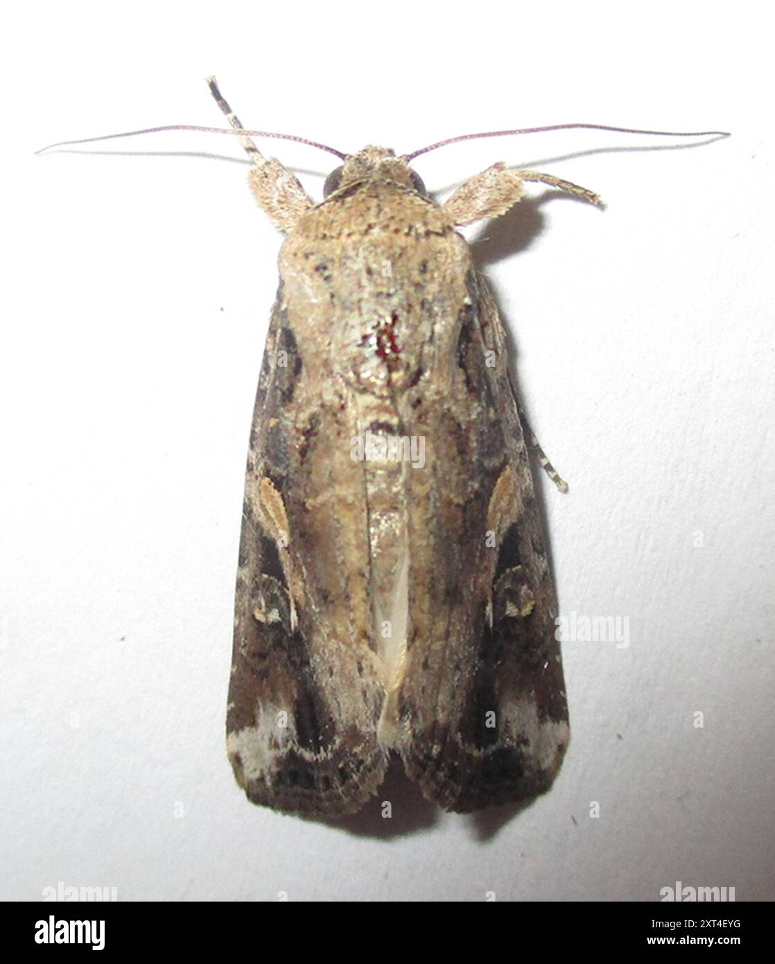 Fall Armyworm Moth (Spodoptera frugiperda) Insecta Stock Photo - Alamy