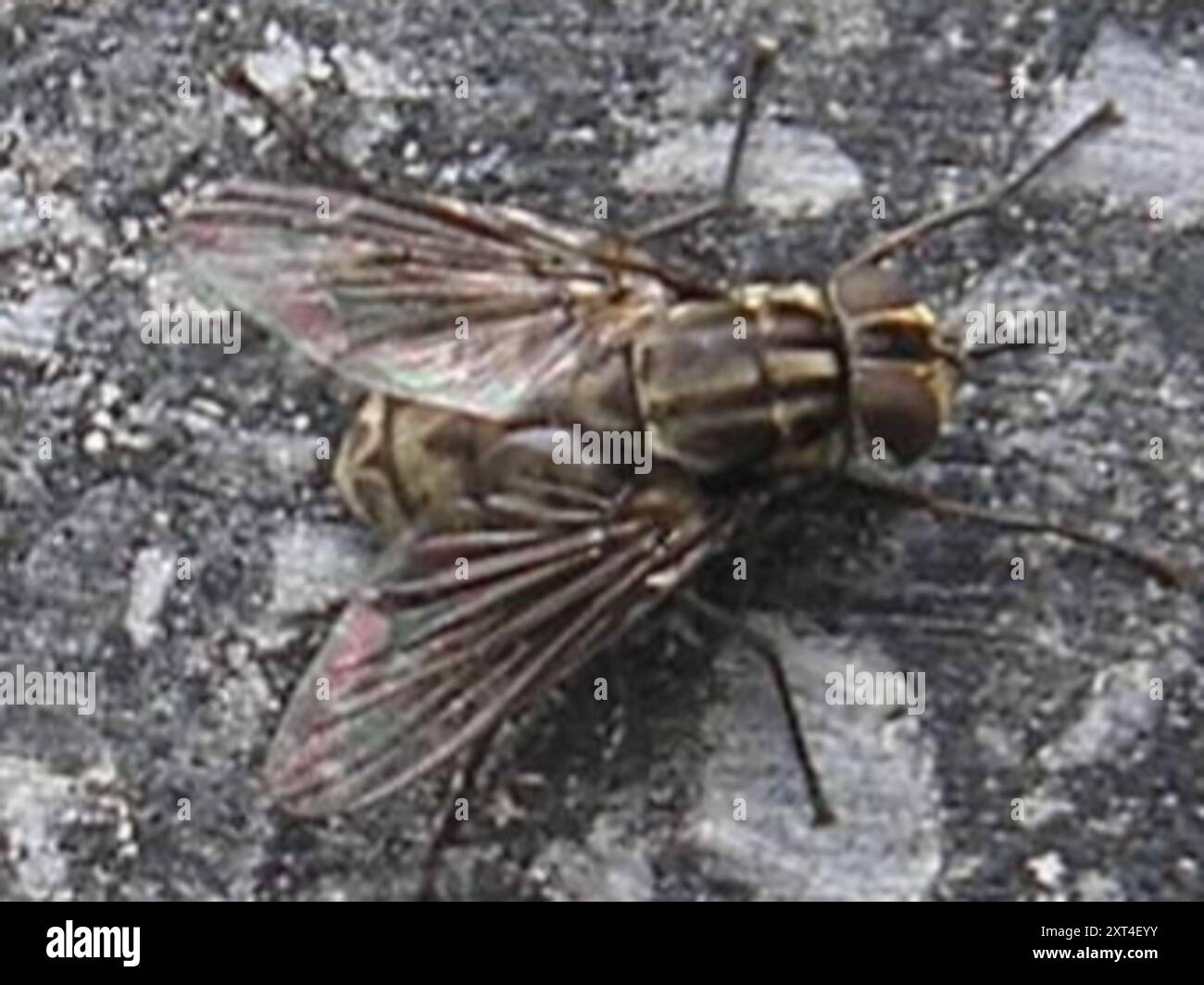 Stable Fly (Stomoxys calcitrans) Insecta Stock Photo - Alamy