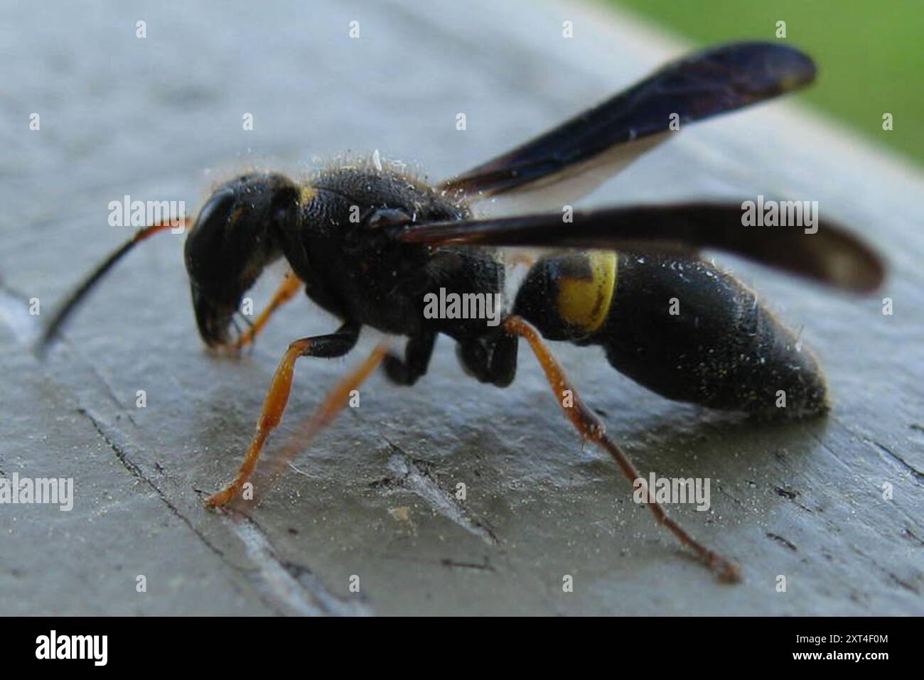 One-banded Mason Wasp (Ancistrocerus unifasciatus) Insecta Stock Photo ...