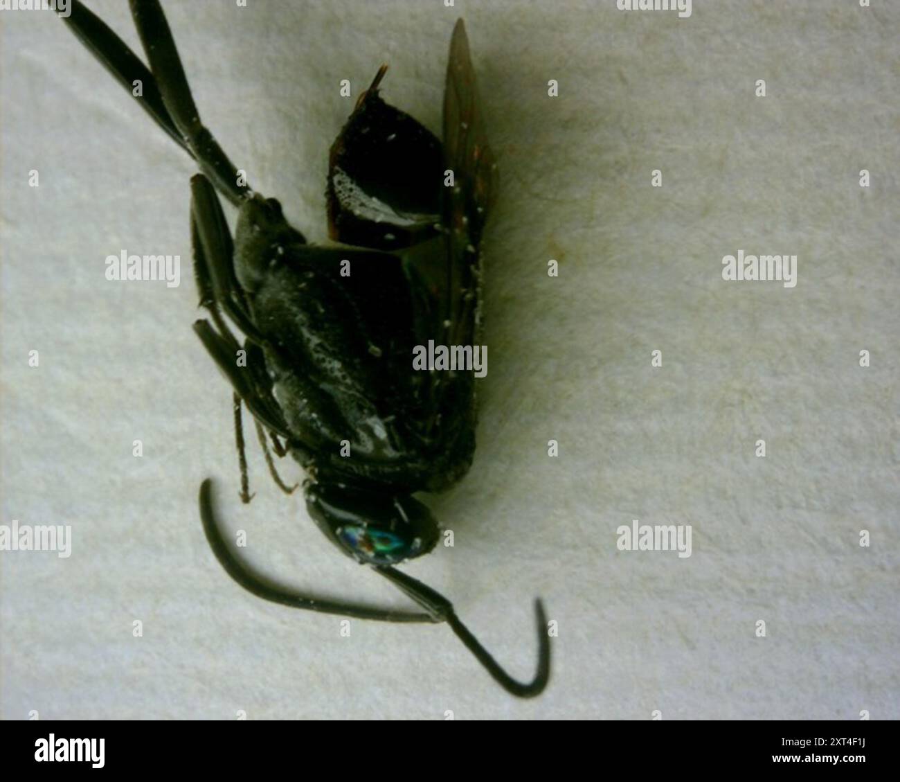 Blue-eyed Ensign Wasp (Evania appendigaster) Insecta Stock Photo - Alamy
