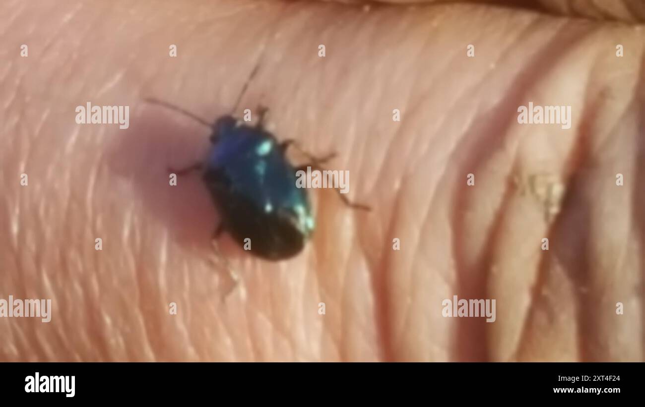 Blue Shield Bug (Zicrona caerulea) Insecta Stock Photo - Alamy