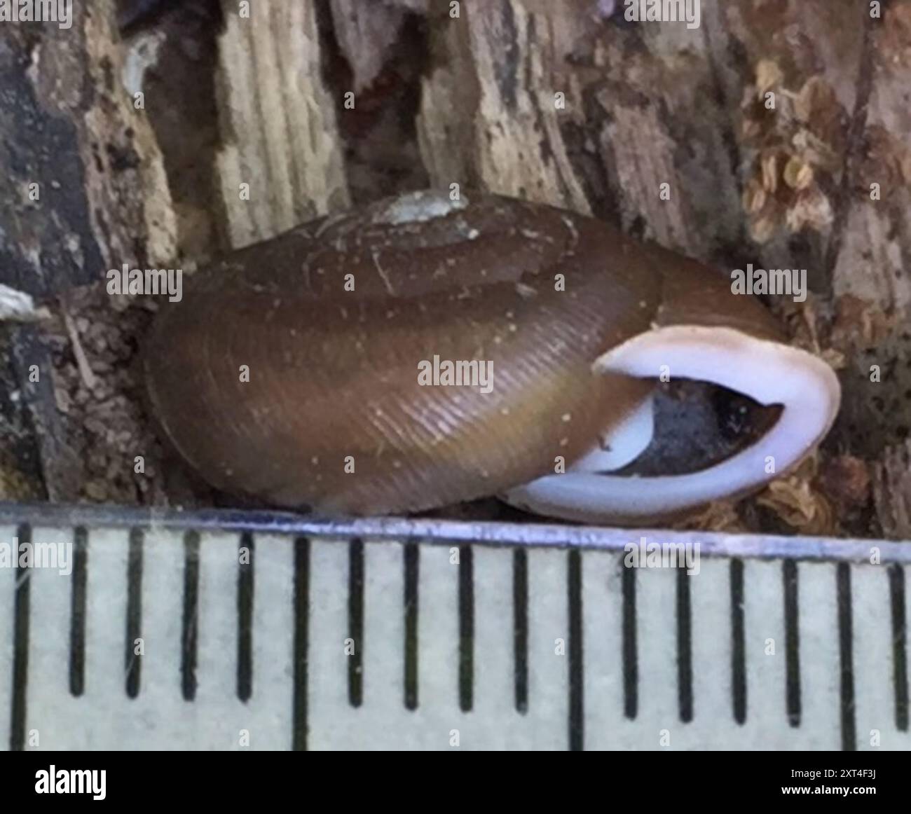 White-lip Globe Snail (Mesodon thyroidus) Mollusca Stock Photo - Alamy