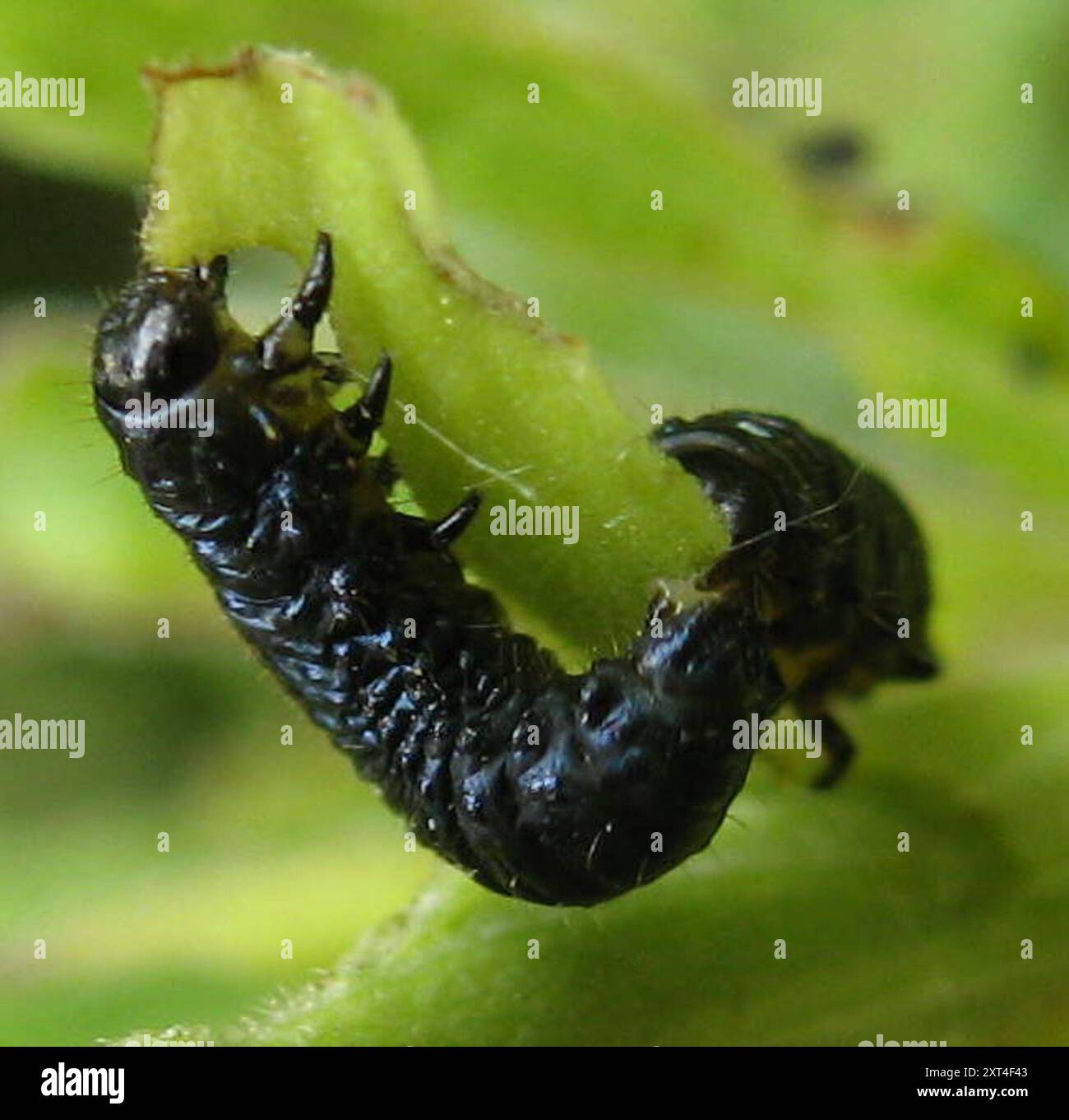 Skeletonizing Leaf and Flea Beetles (Galerucinae) Insecta Stock Photo ...