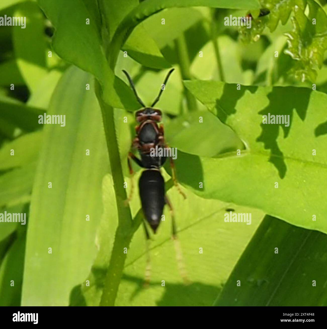 Parametric Paper Wasp (Polistes parametricus) Insecta Stock Photo - Alamy