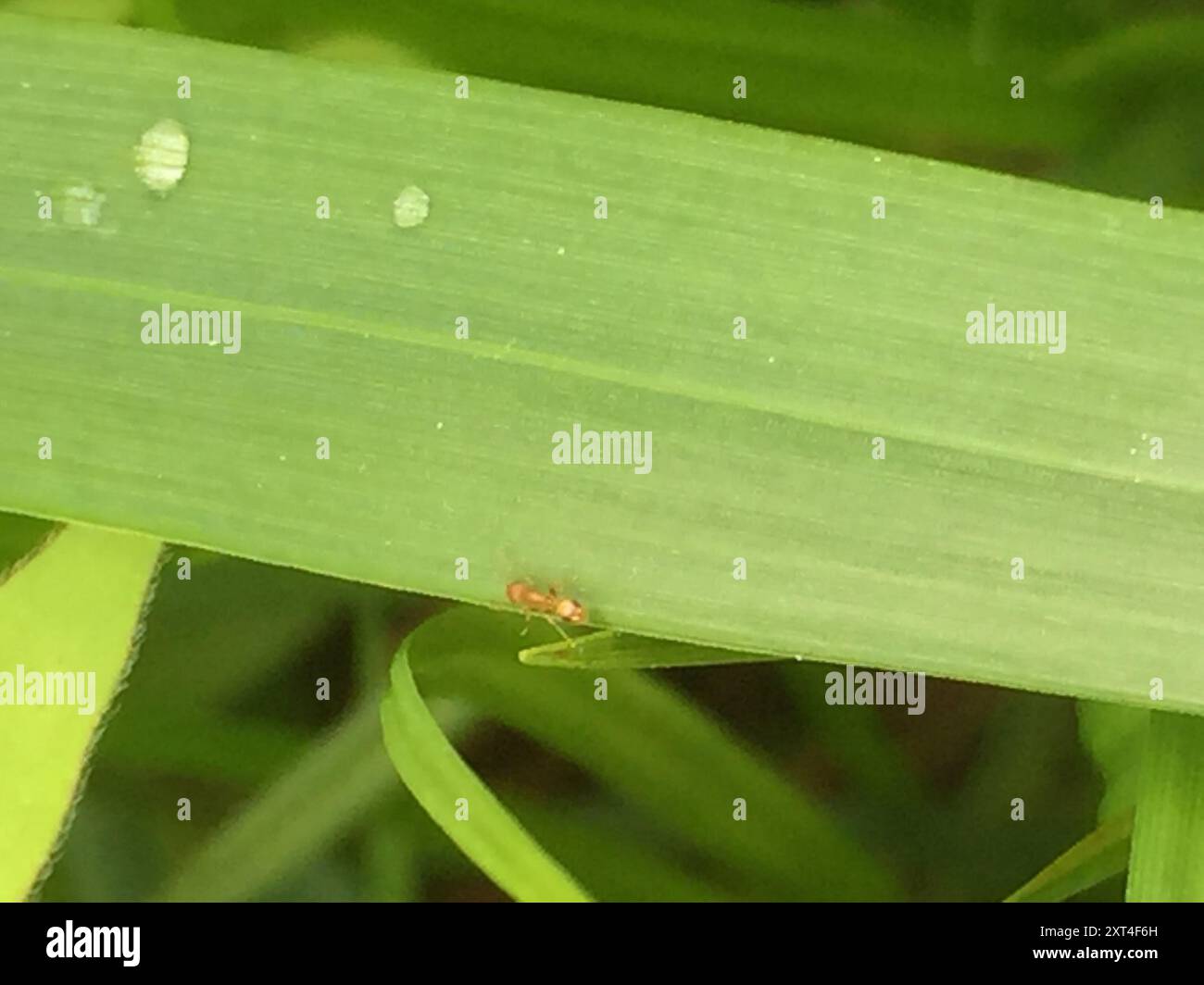 Bent-spined Acorn Ant (Temnothorax curvispinosus) Insecta Stock Photo ...