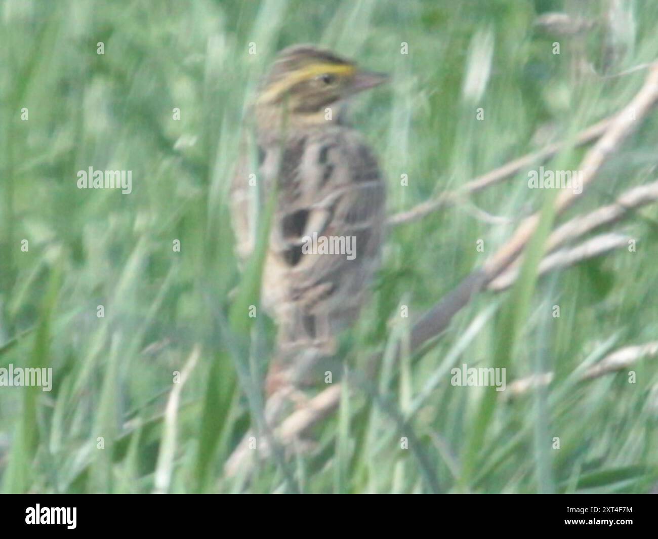 Savannah Sparrow (Passerculus sandwichensis) Aves Stock Photo - Alamy