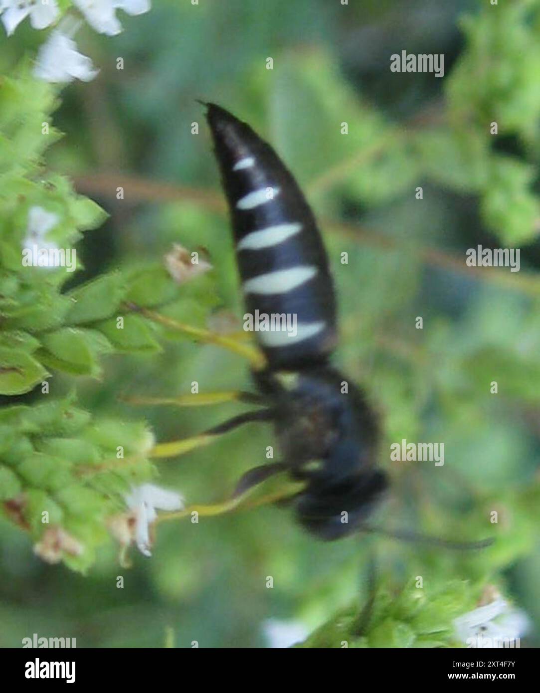Four-banded Stink Bug Wasp (Bicyrtes quadrifasciatus) Insecta Stock ...
