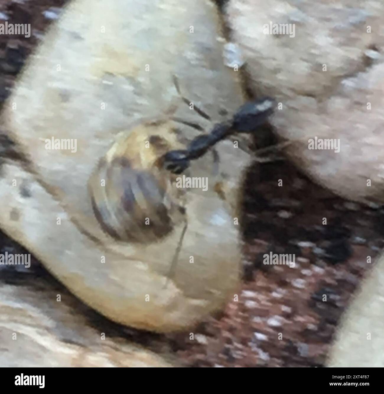 Longhorn Crazy Ant (Paratrechina longicornis) Insecta Stock Photo - Alamy