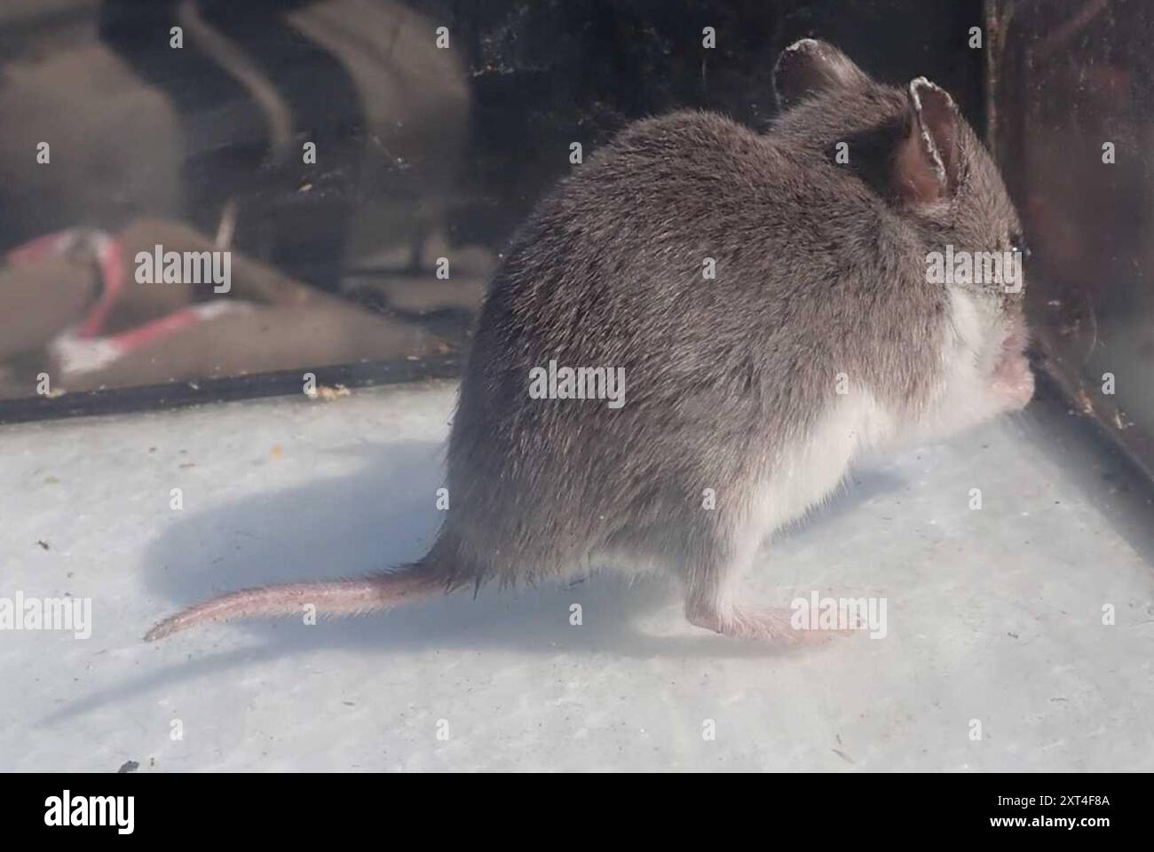 Southern African Pouched Mouse (Saccostomus campestris) Mammalia Stock ...