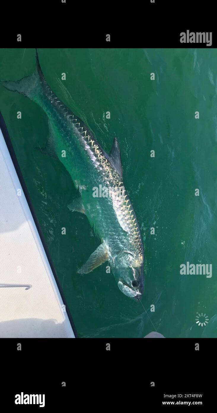 Atlantic Tarpon (Megalops atlanticus) Actinopterygii Stock Photo - Alamy
