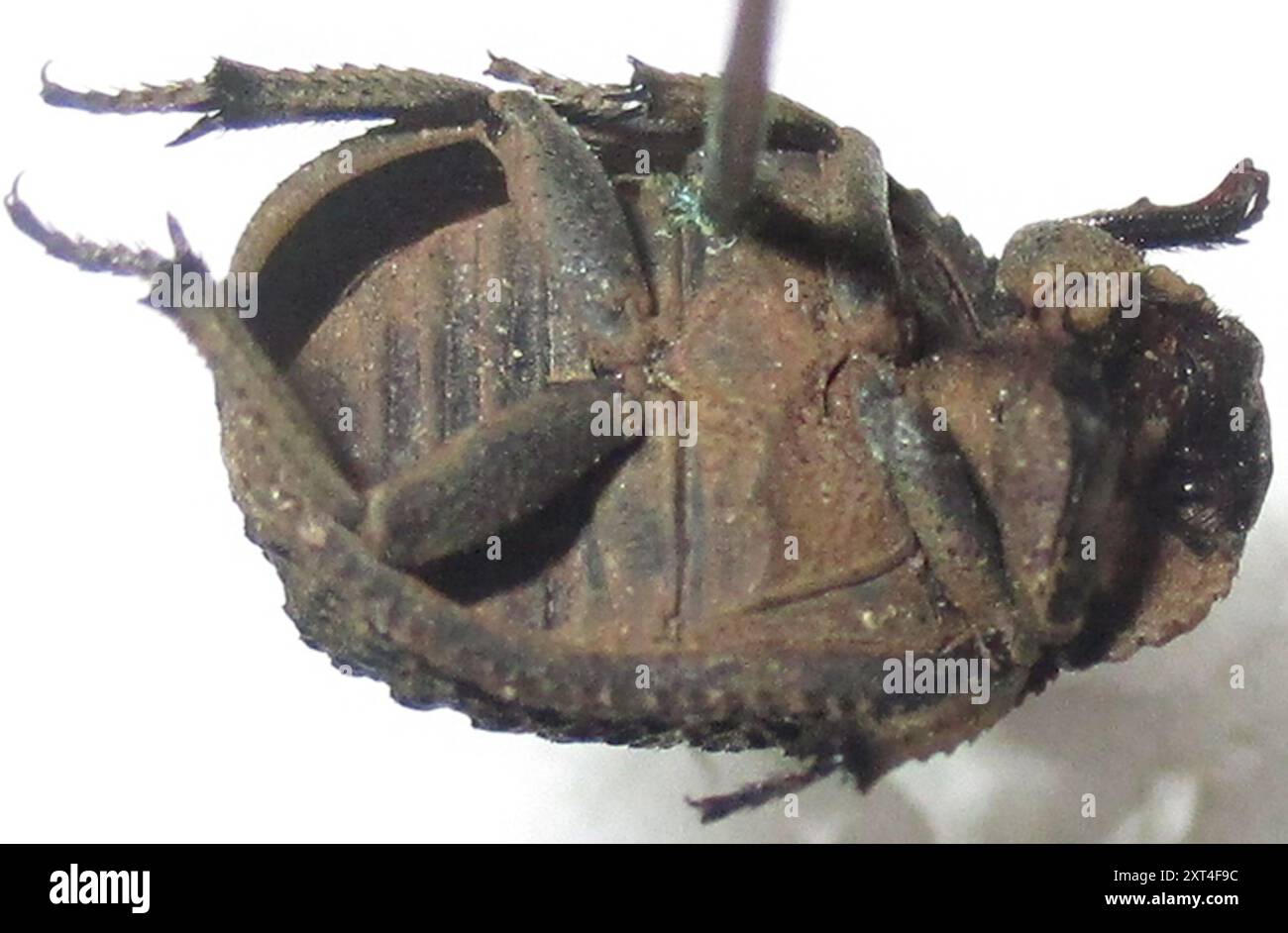 Carcass Beetles (Omorgus) Insecta Stock Photo - Alamy