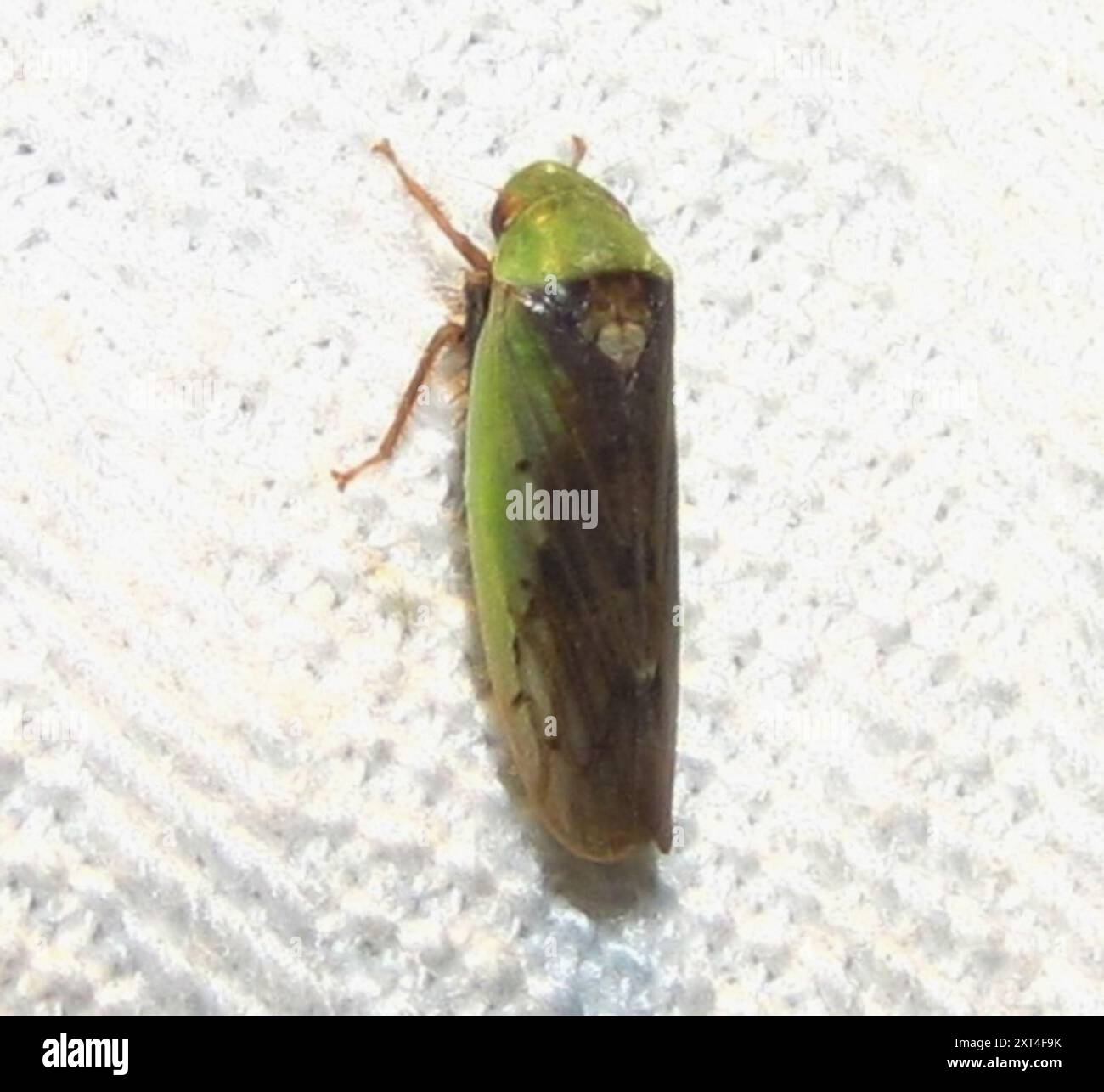 (Ponana pectoralis) Insecta Stock Photo - Alamy