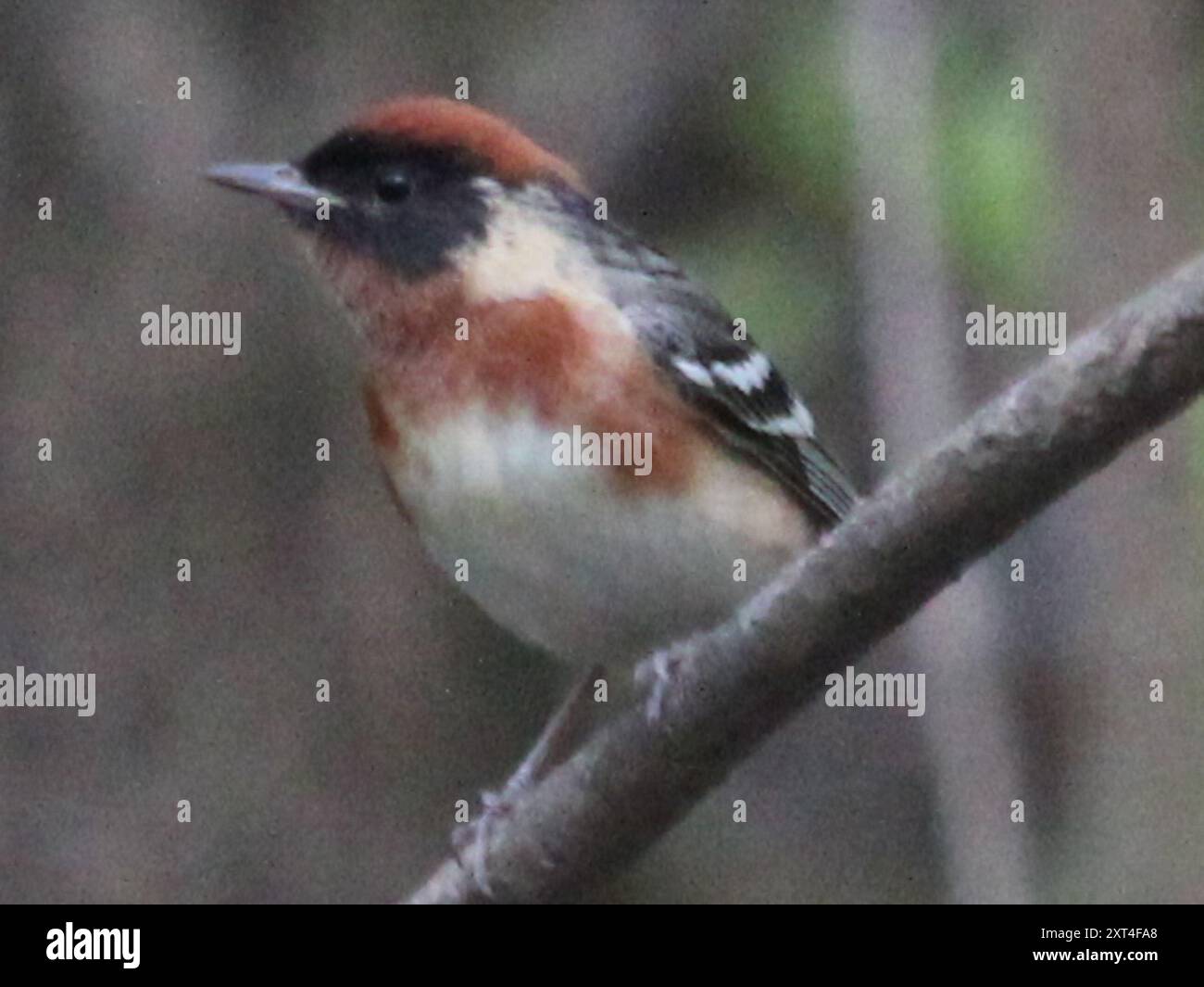 Bay-breasted Warbler (Setophaga castanea) Aves Stock Photo - Alamy