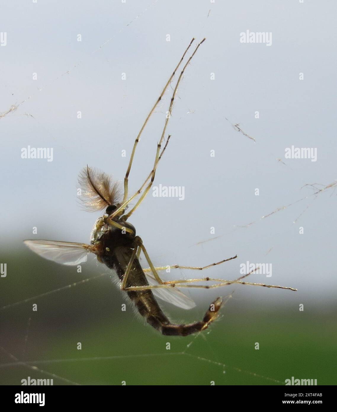 Non-biting Midges (Chironomidae) Insecta Stock Photo - Alamy
