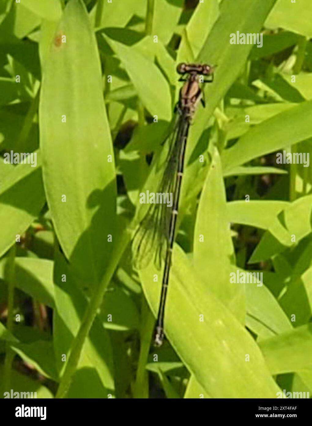 Blue-tipped Dancer (Argia tibialis) Insecta Stock Photo - Alamy