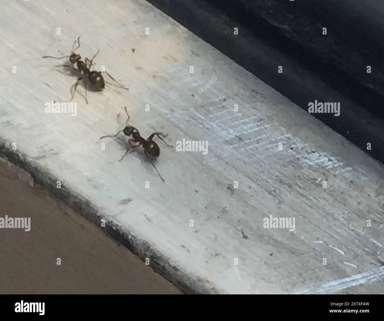 Citronella Ants, Fuzzy Ants, and Allies (Lasius) Insecta Stock Photo ...