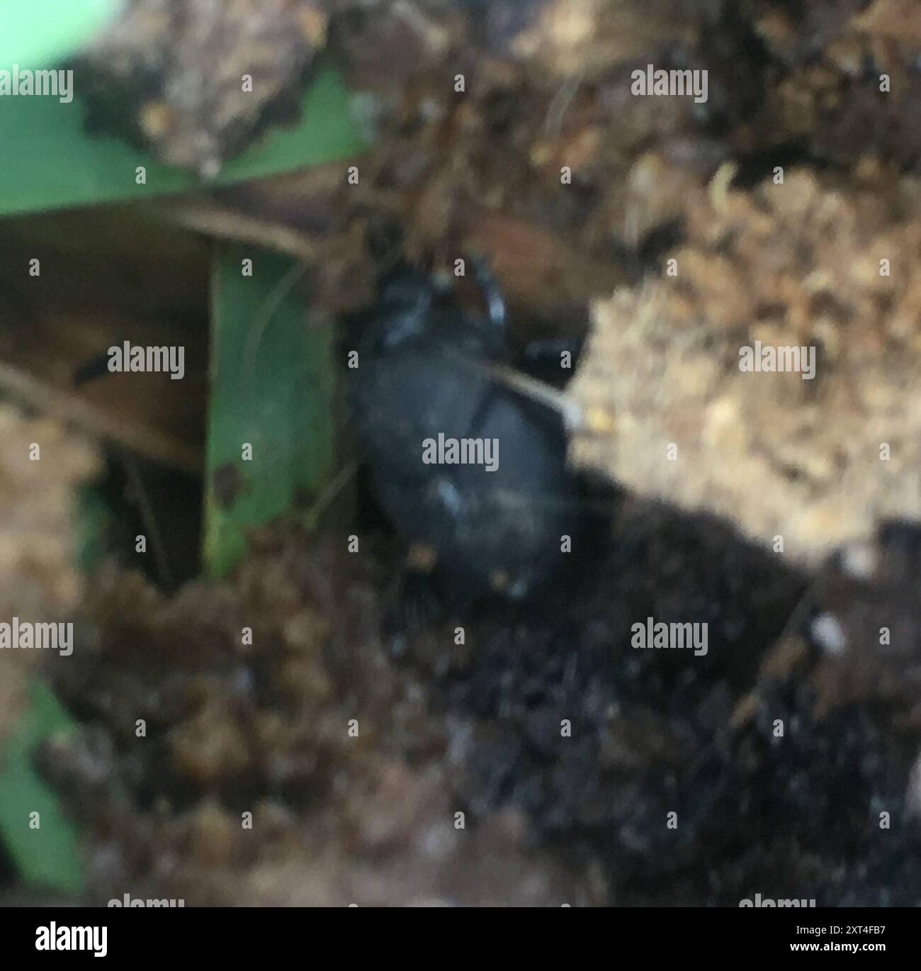 Dung Beetles (Scarabaeinae) Insecta Stock Photo - Alamy