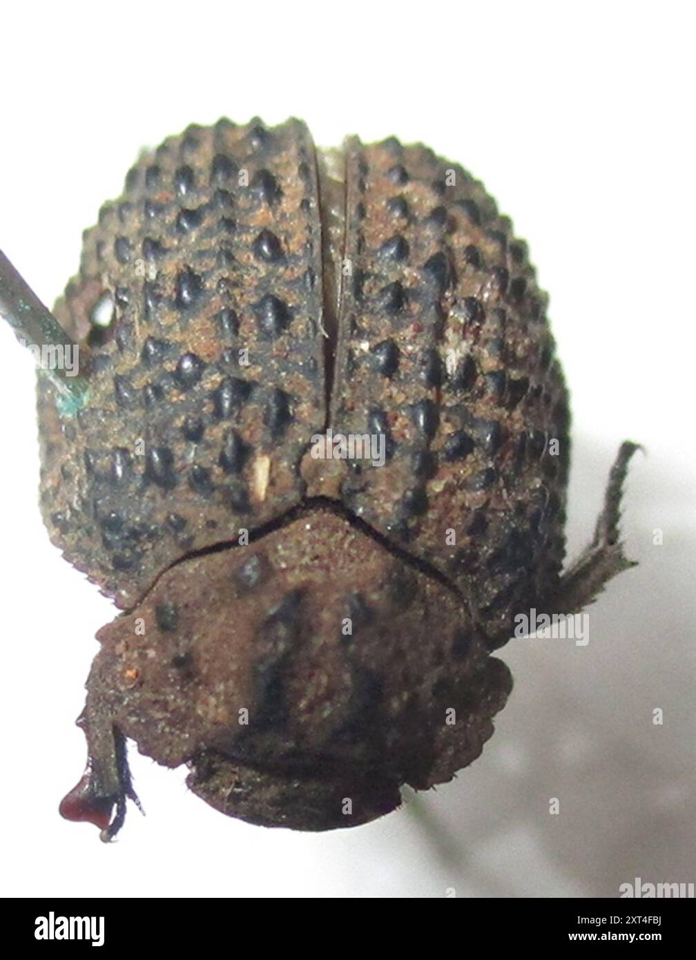 Carcass Beetles (Omorgus) Insecta Stock Photo - Alamy