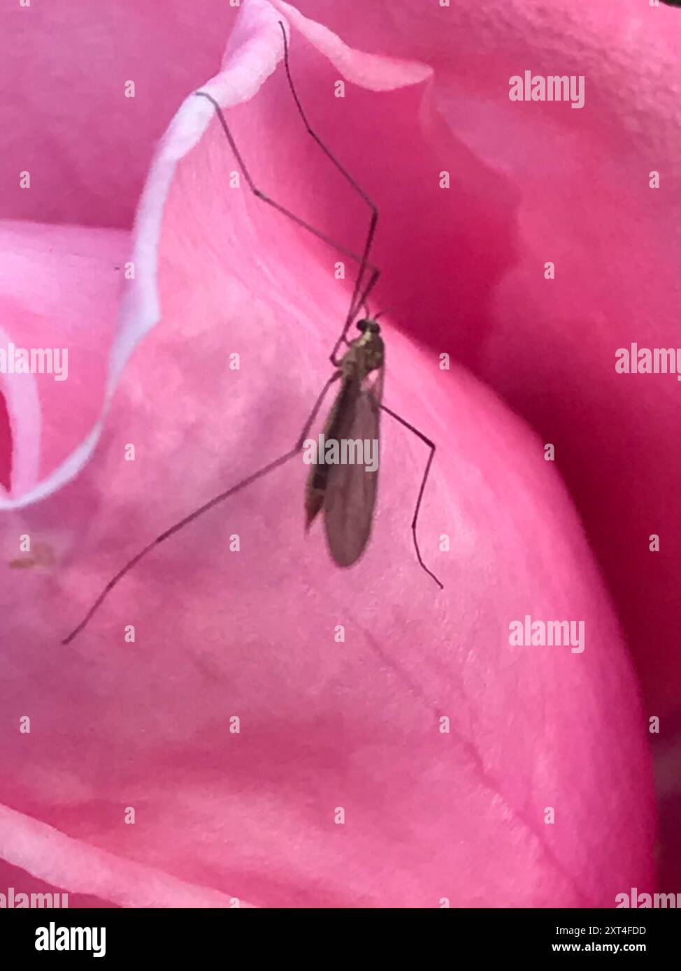 Crane Flies (Tipulomorpha) Insecta Stock Photo - Alamy