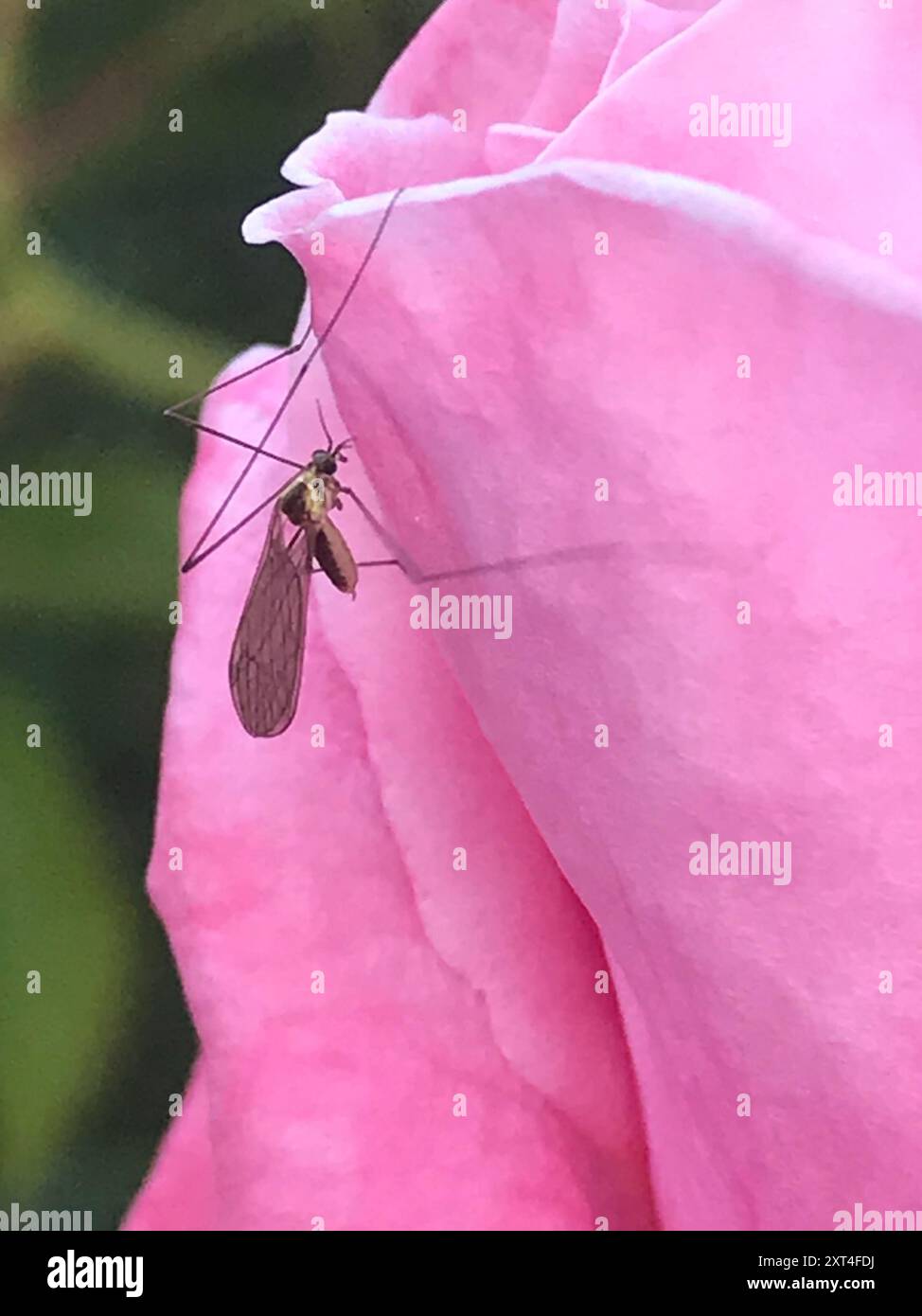 Crane Flies (Tipulomorpha) Insecta Stock Photo - Alamy