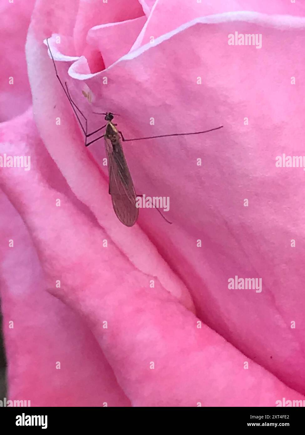 Crane Flies (Tipulomorpha) Insecta Stock Photo - Alamy