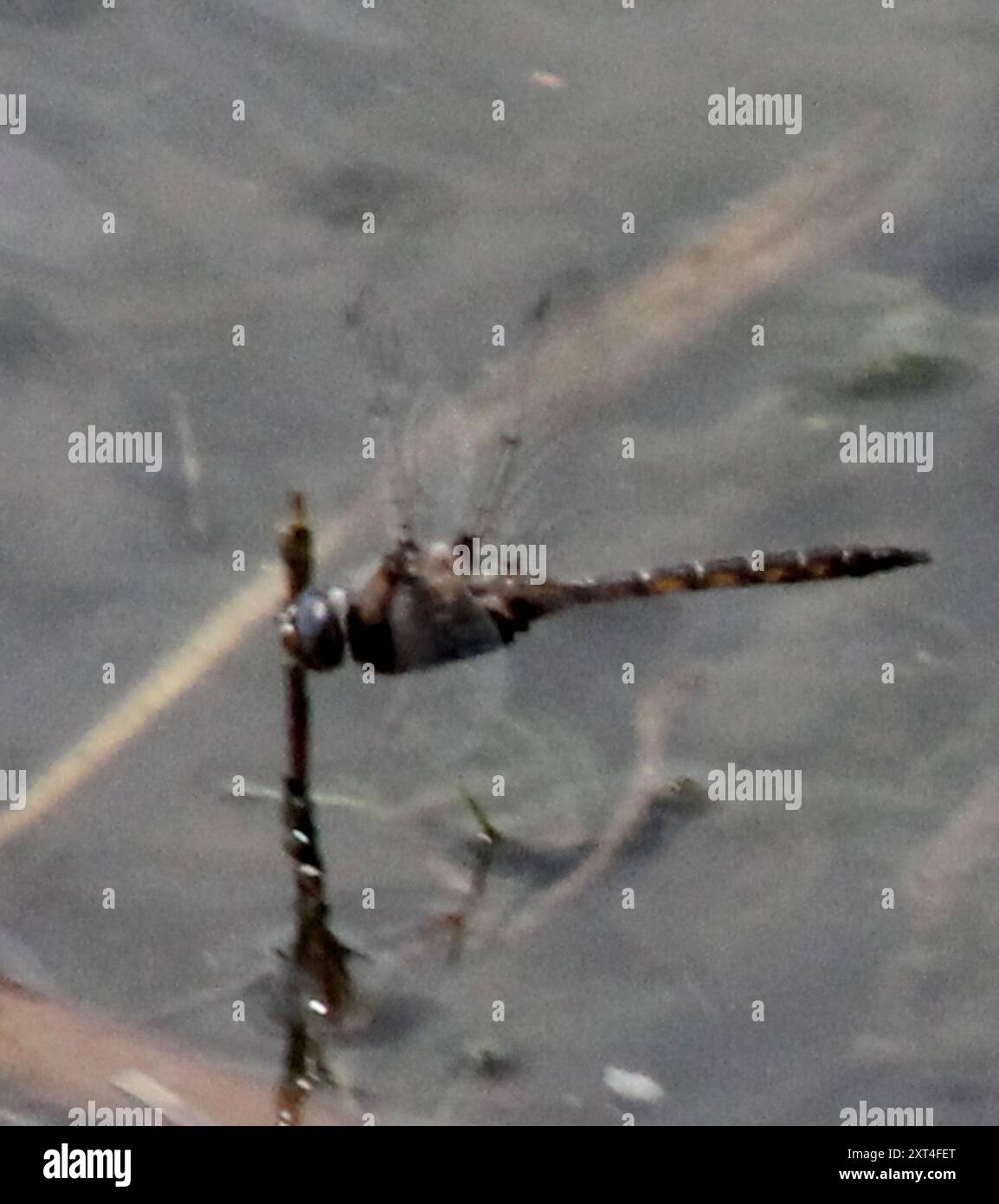 Dot-winged Baskettail (Epitheca petechialis) Insecta Stock Photo - Alamy