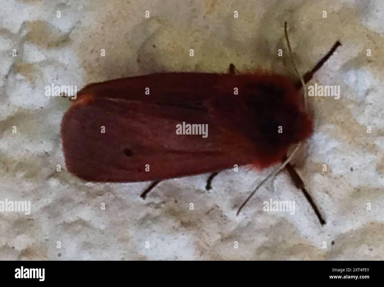 Ruby Tiger Moth (Phragmatobia fuliginosa) Insecta Stock Photo - Alamy