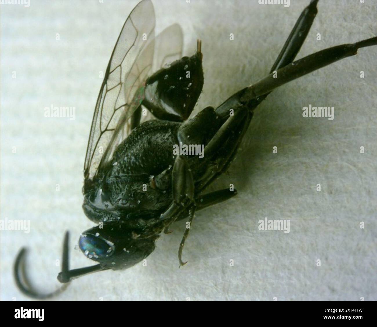 Blue-eyed Ensign Wasp (Evania appendigaster) Insecta Stock Photo - Alamy