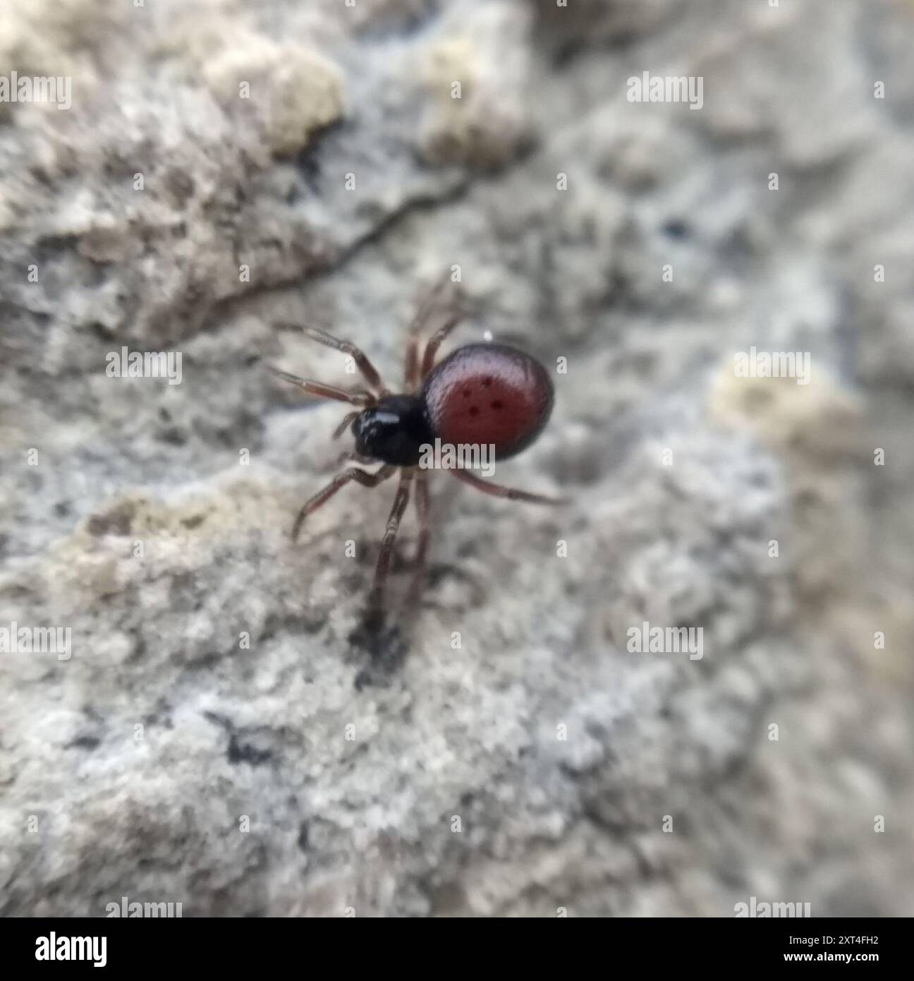 Sheetweb and Dwarf Weavers (Linyphiidae) Arachnida Stock Photo - Alamy