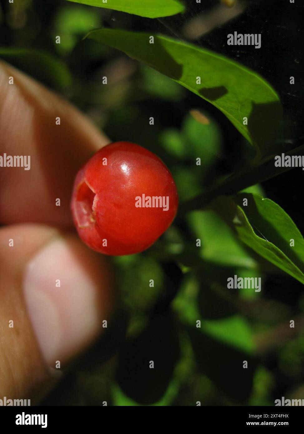 Red Huckleberry (Vaccinium parvifolium) Plantae Stock Photo - Alamy