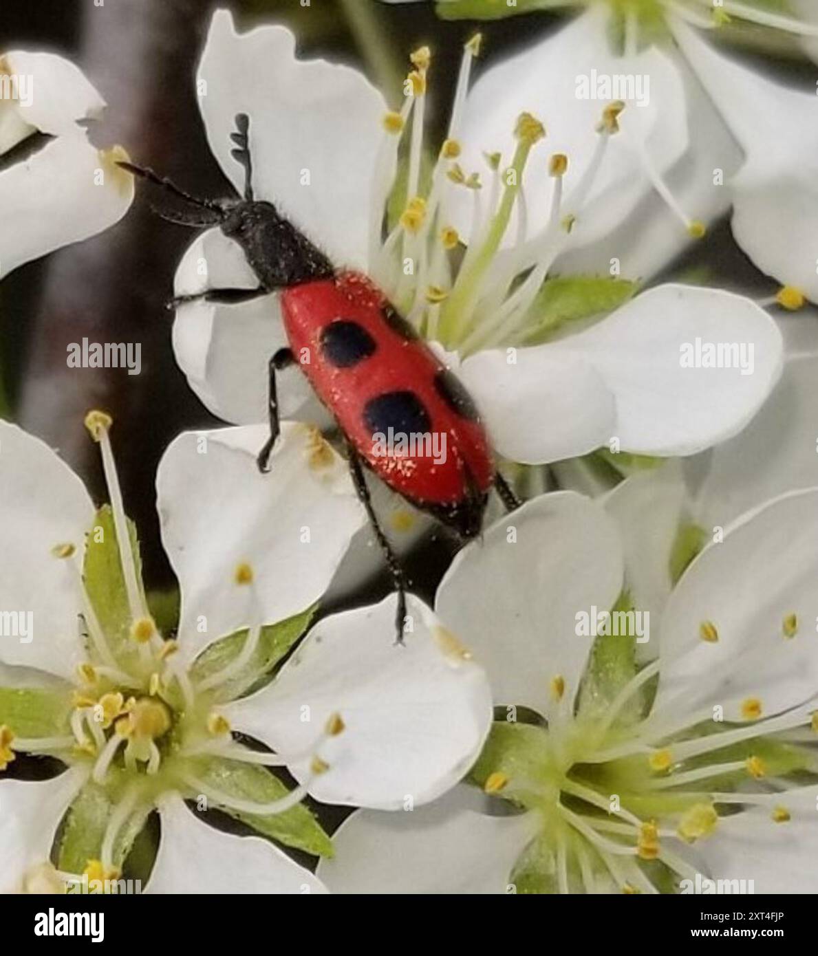 Four-spotted Checkered Beetle (Pelonides quadripunctata) Insecta Stock ...