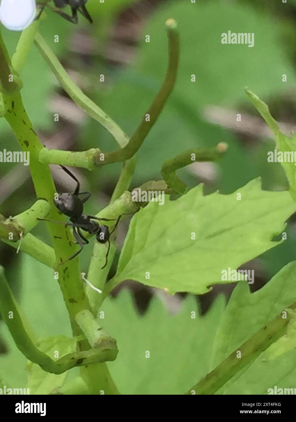 Silky Field Ant (Formica subsericea) Insecta Stock Photo - Alamy