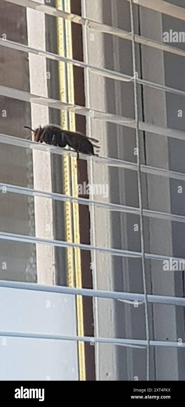 Hornets (Vespa) Insecta Stock Photo - Alamy