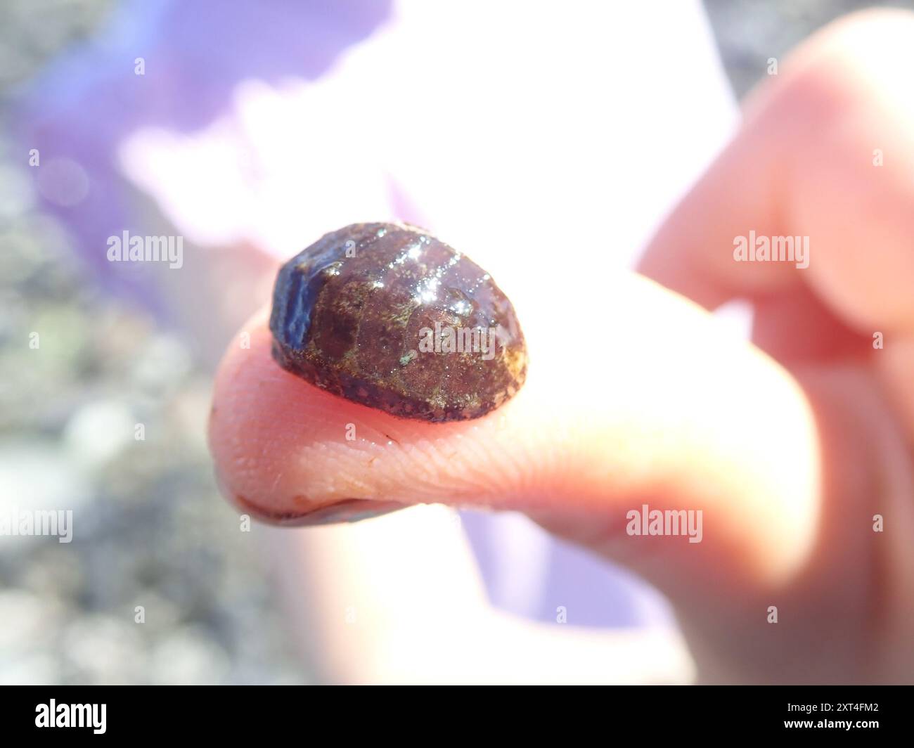 Chitons (Polyplacophora) Mollusca Stock Photo - Alamy
