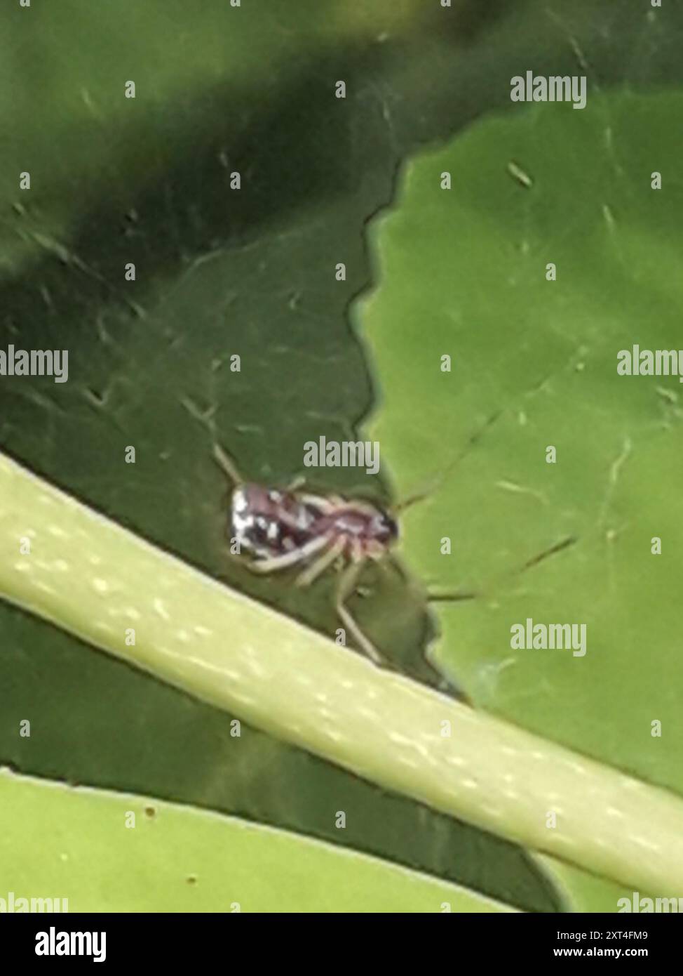 Common sheetweb spider (Linyphia triangularis) Arachnida Stock Photo ...