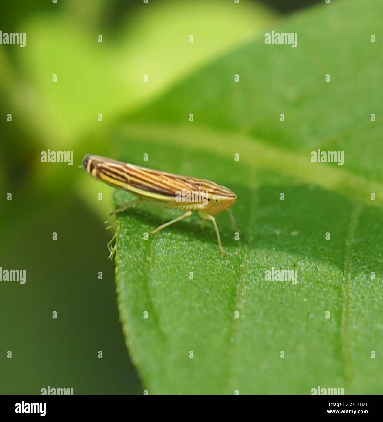Yellow-striped Leafhopper (Sibovia occatoria) Insecta Stock Photo - Alamy