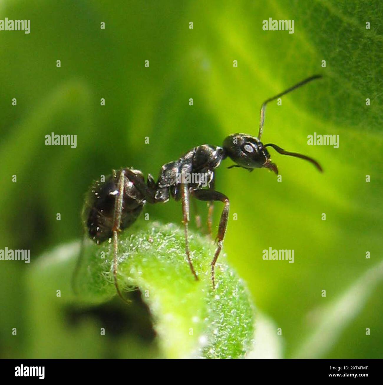 fusca-group Field Ants and Allies (Formica fusca) Insecta Stock Photo ...