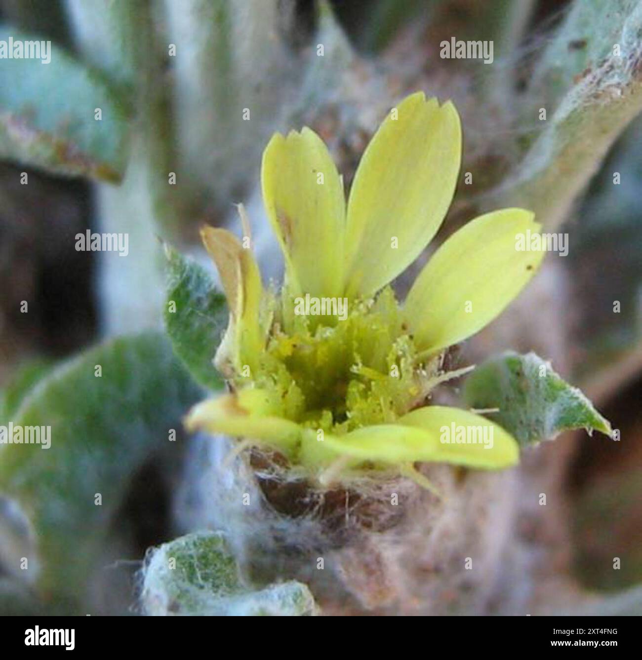 Felt Vomitdaisy (Geigeria acaulis) Plantae Stock Photo - Alamy