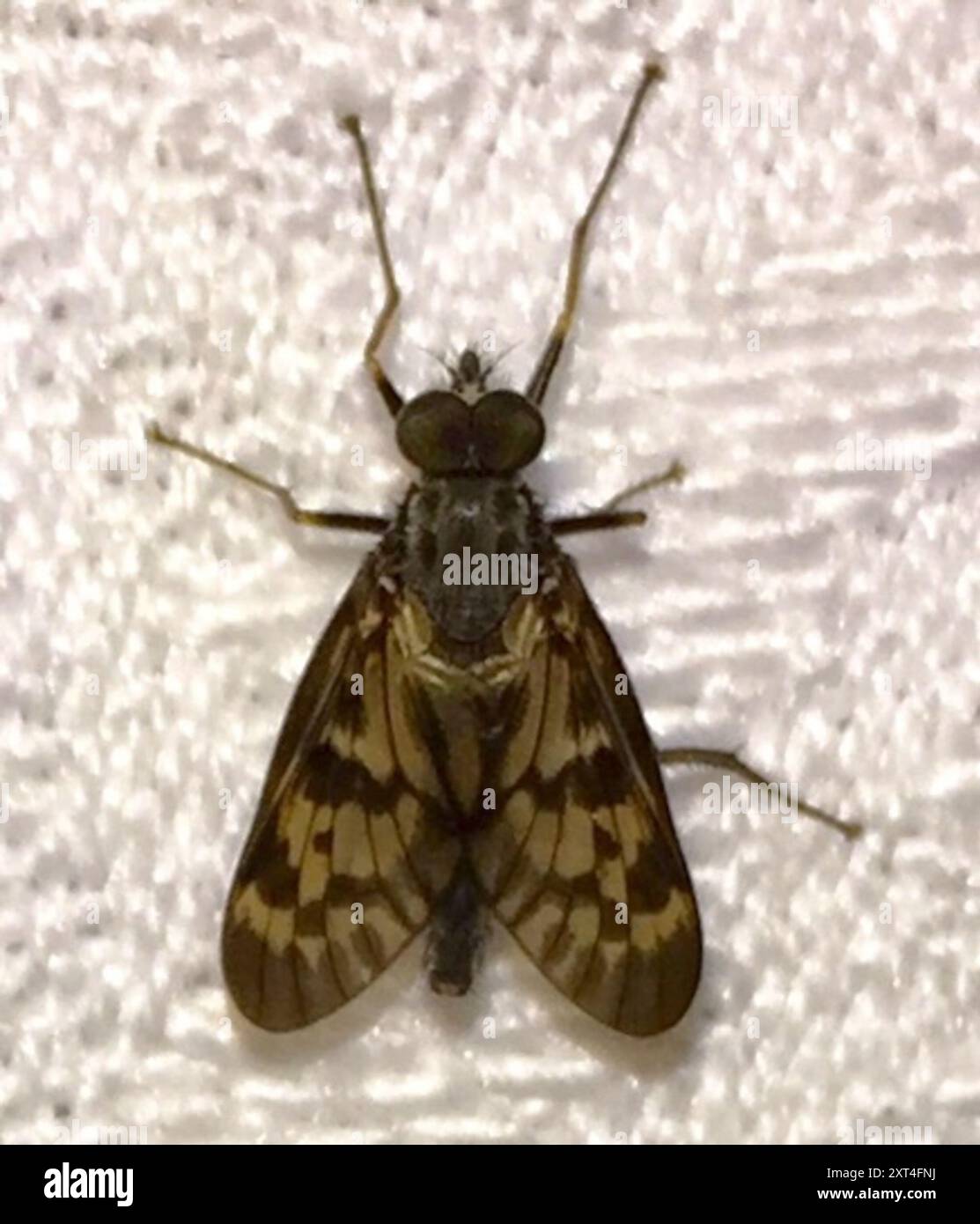 Lesser Variegated Snipe Fly (Rhagio punctipennis) Insecta Stock Photo ...