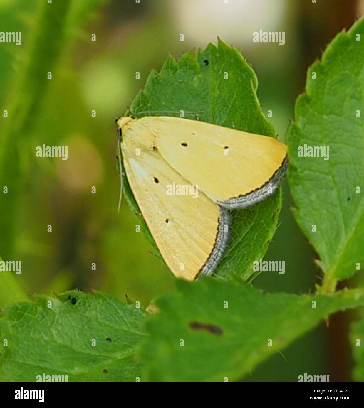 Black-bordered Lemon Moth (Marimatha nigrofimbria) Insecta Stock Photo ...