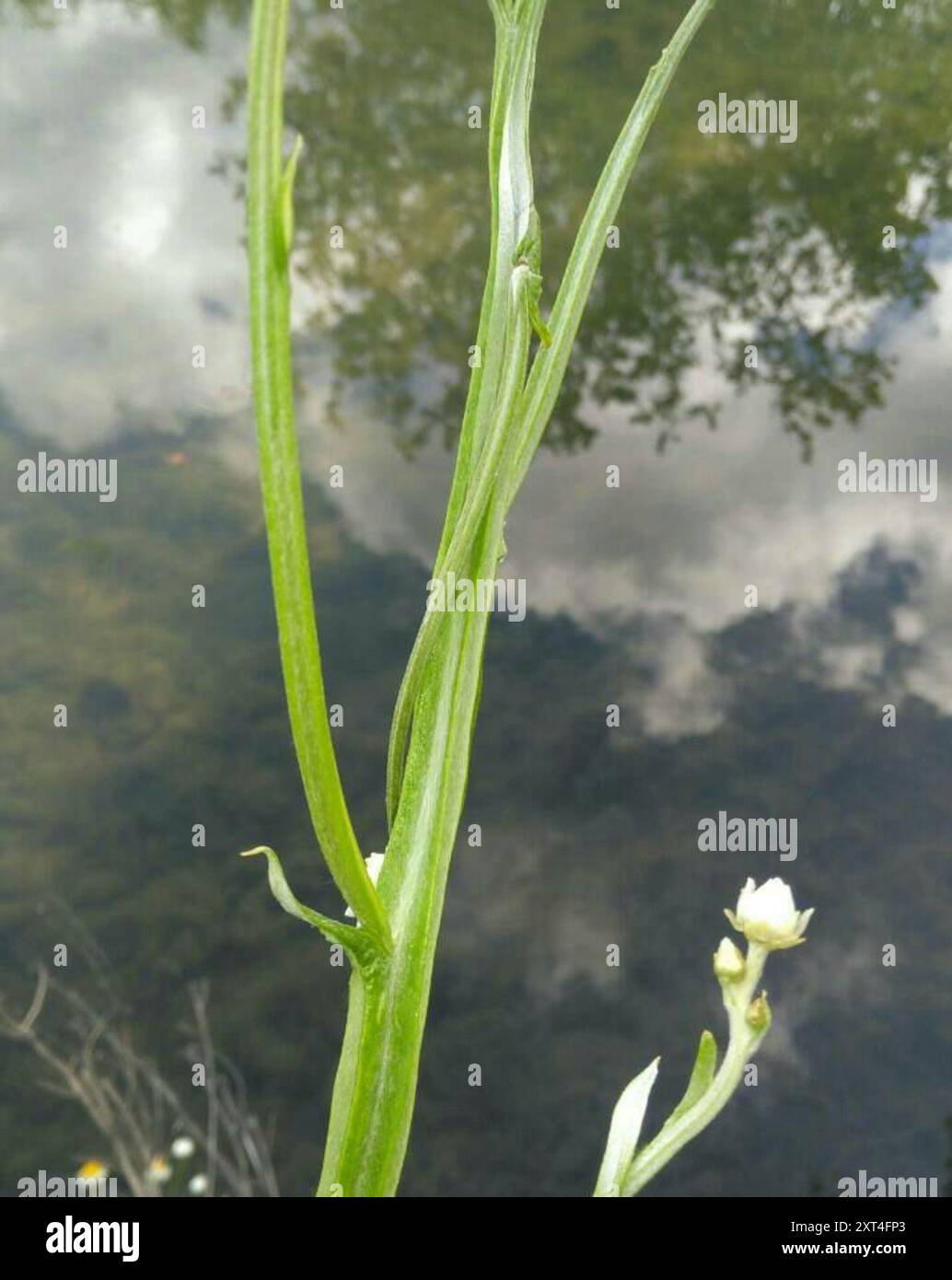 Winged Everlasting Daisy (Ammobium alatum) Plantae Stock Photo - Alamy